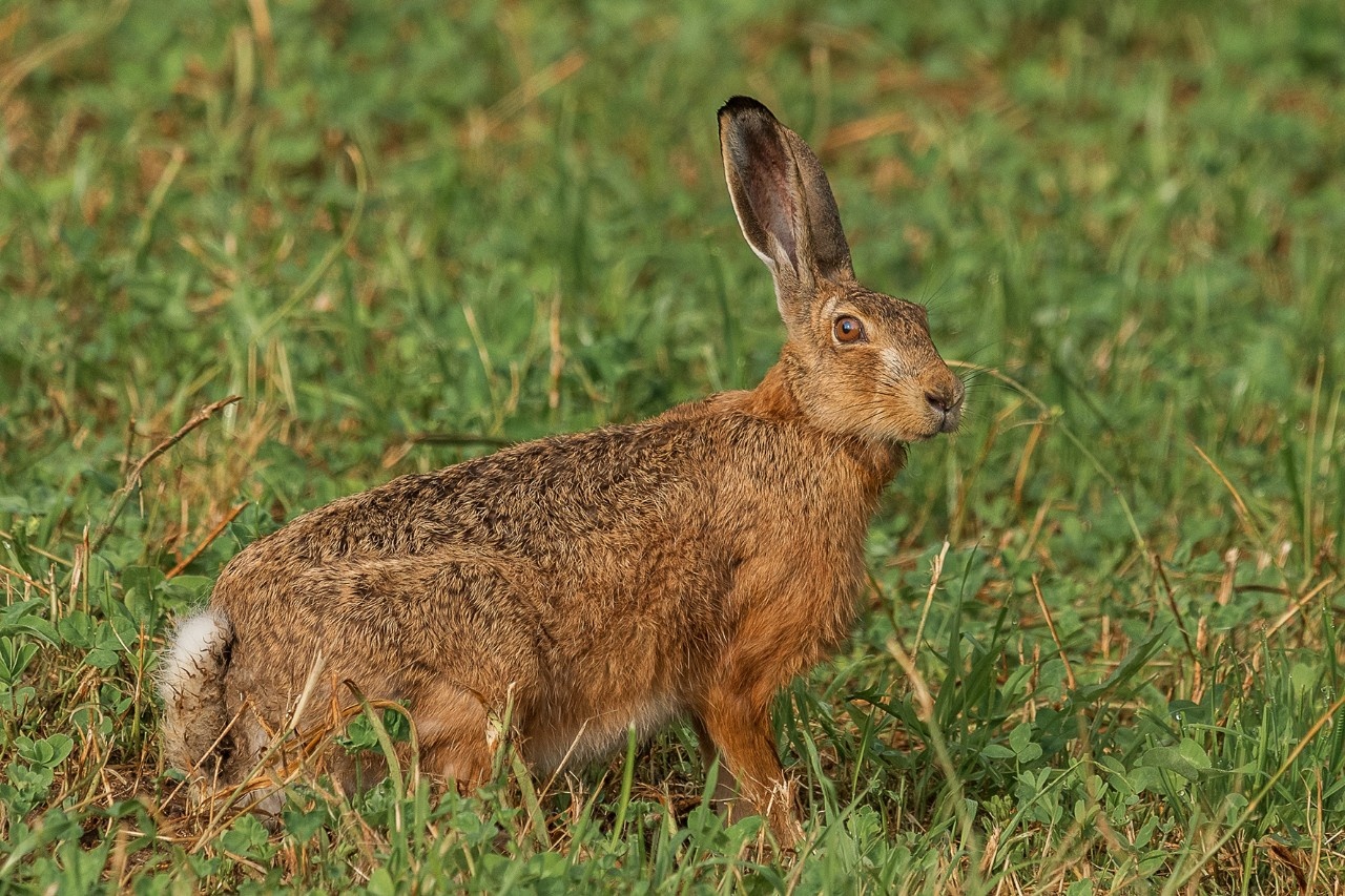 Da liegt der Hase im Pfeffer!
